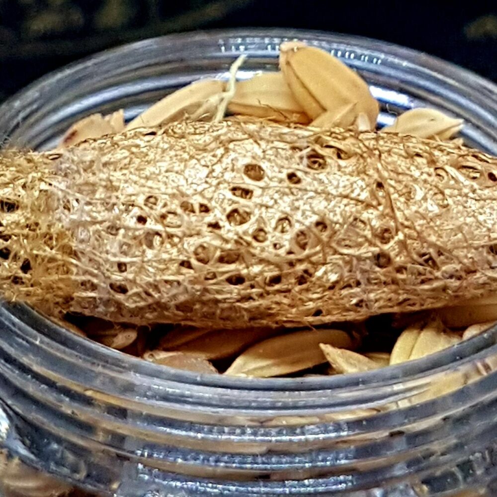 Pure Natural Wesi Kuning / Besi Kuning Martial Art, Invincibility and ...