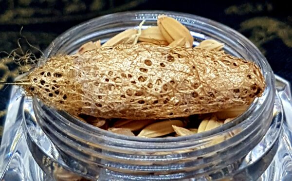 Pure Natural Wesi Kuning / Besi Kuning Martial Art, Invincibility and ...